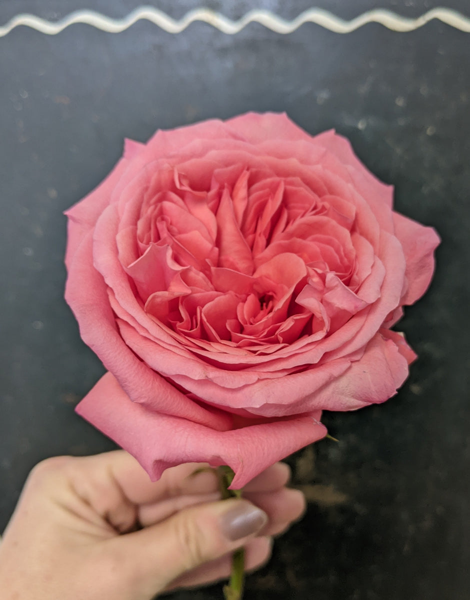 6 stem Pink Expression Garden Rose Bouquet – artgoodies ...